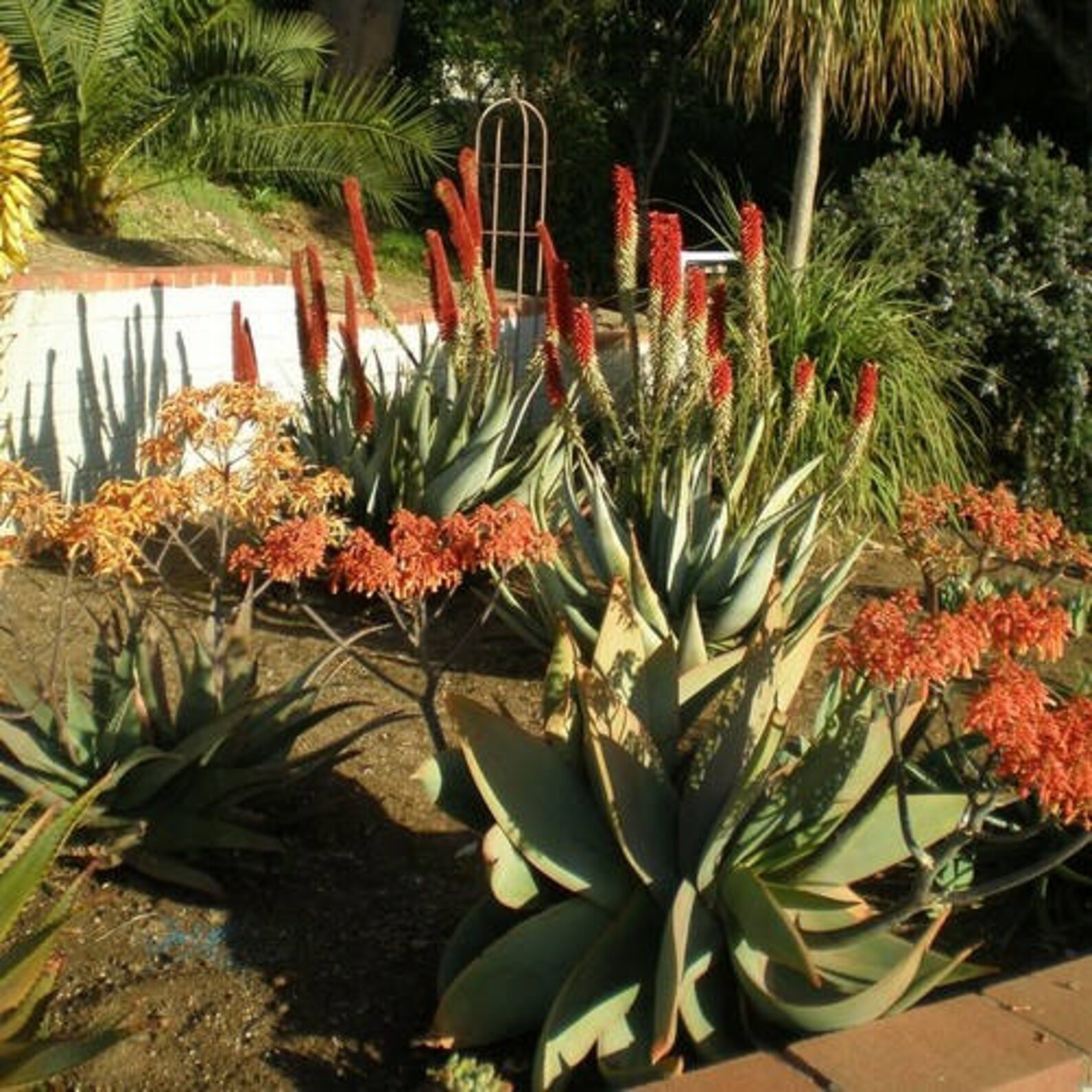 Aloe Mix Succulent Seeds aloe Species Mix 20seeds | Etsy