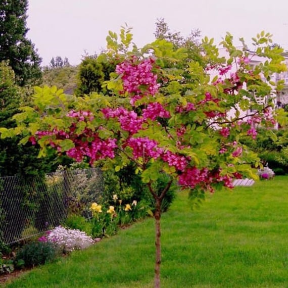 Free US Shipping Rose Acacia Bristly Locust Robinia hispida 10 Seeds