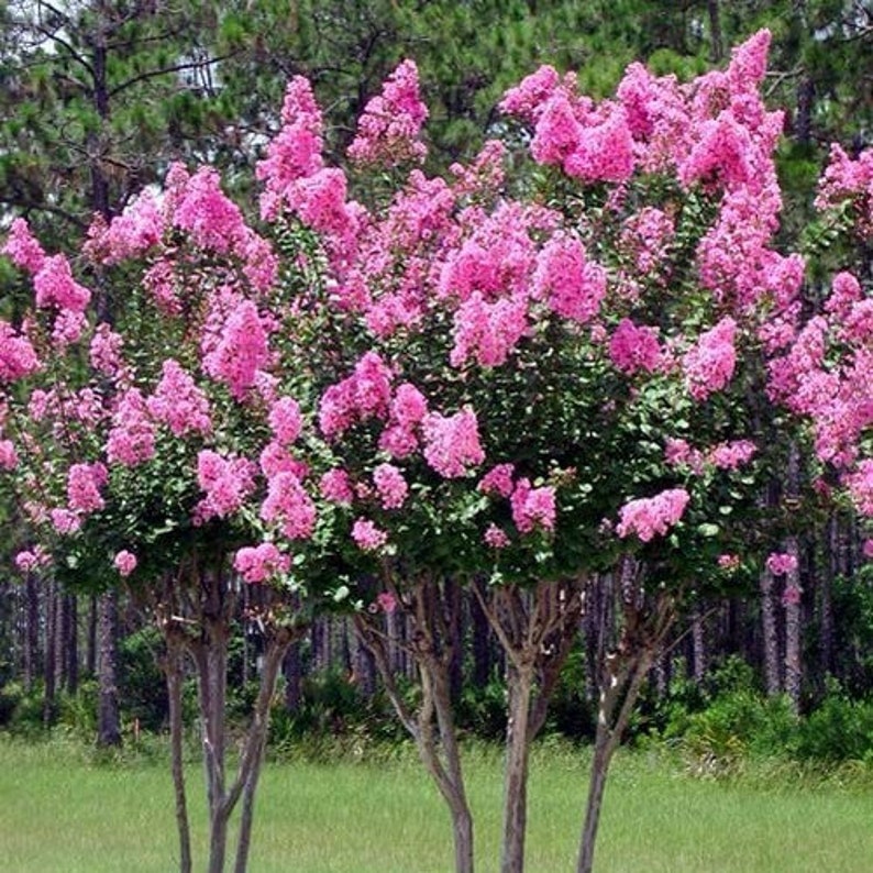 Queens Crape Myrtle Tree Seeds lagerstroemia Speciosa - Etsy