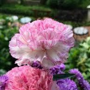 Carnation Chabaud Picotee Mix Flower Seeds (dianthus Caryophyllus) 50 ...