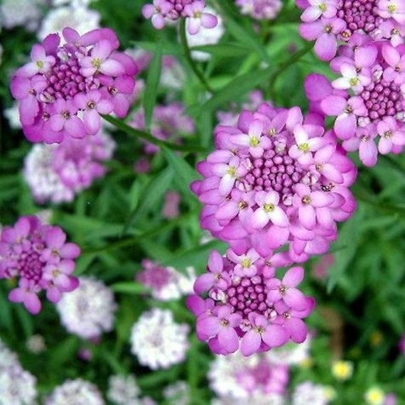 Gibraltar Candytuft Flower Seeds iberis Gibraltarica | Etsy