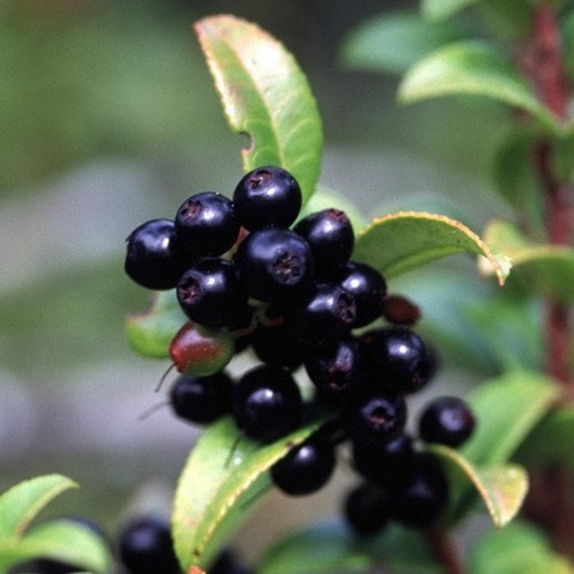 Evergreen Huckleberry Bush Seeds vaccinium Ovatum 25seeds - Etsy