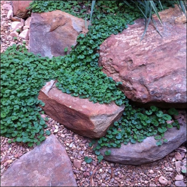 Dichondra Repens Ground Cover Seeds: Lush Green Carpet (7g Seeds) - Etsy