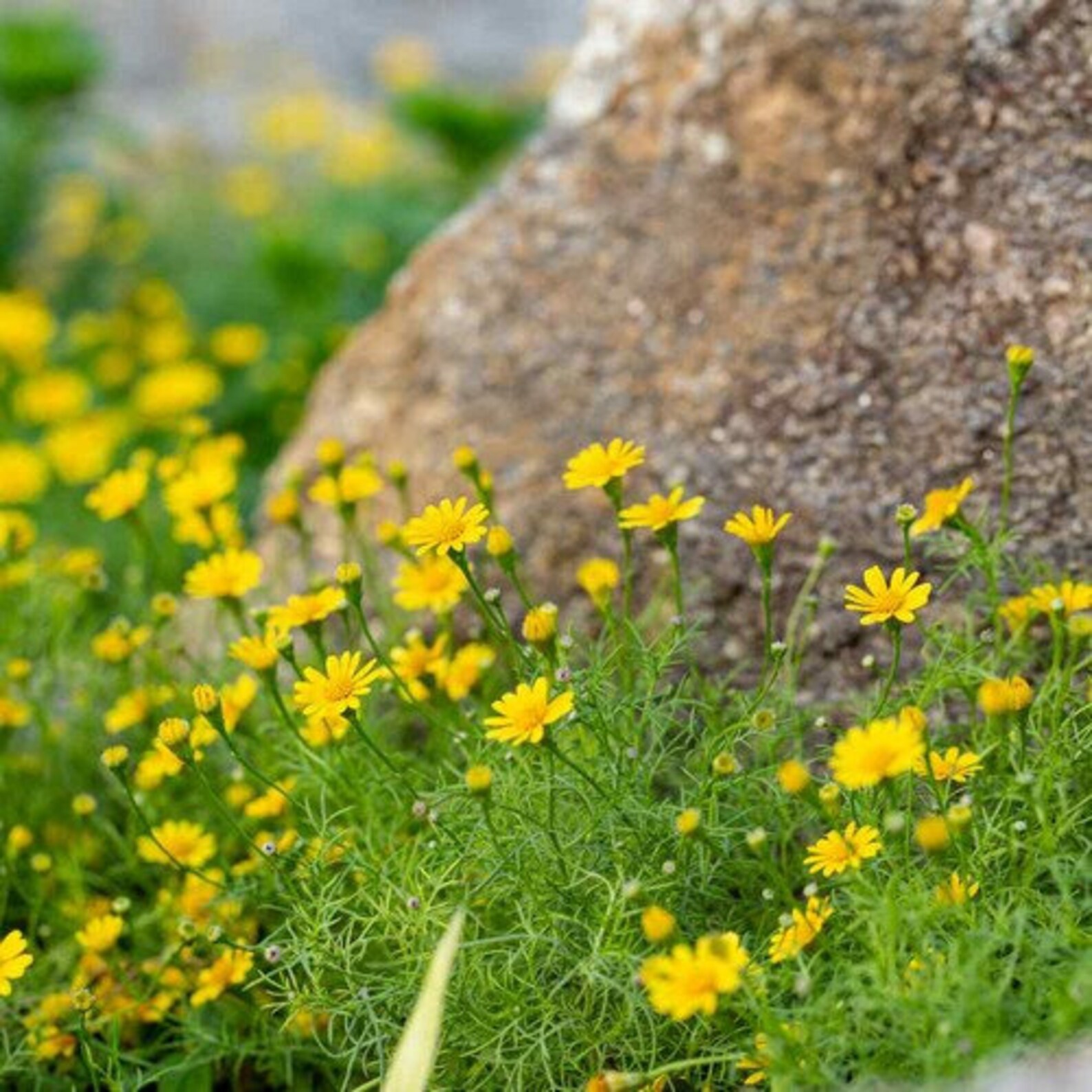 Dahlberg Daisy Gold Carpet Flower Seeds thymophylla | Etsy