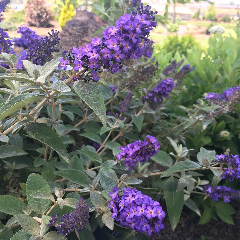 Butterfly Bush Summer Lilac Flower Seeds (buddleia Davidii ) 50+seeds ...