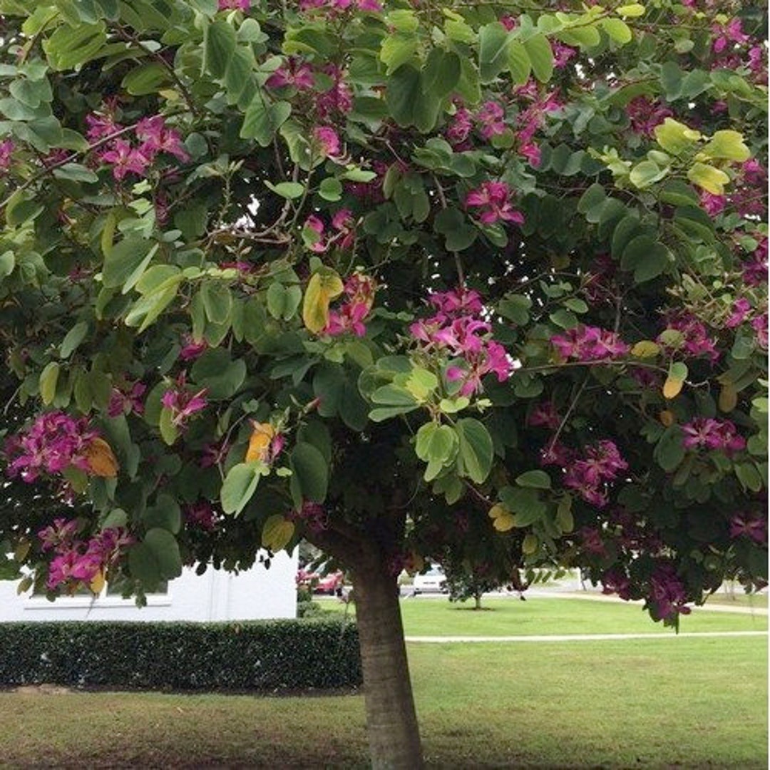 Pink Orchid Tree Seeds (bauhinia Variegata) 5+seeds - Etsy