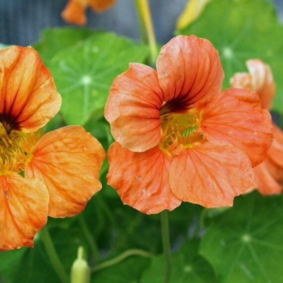 Tropaeolum Majus Seeds
