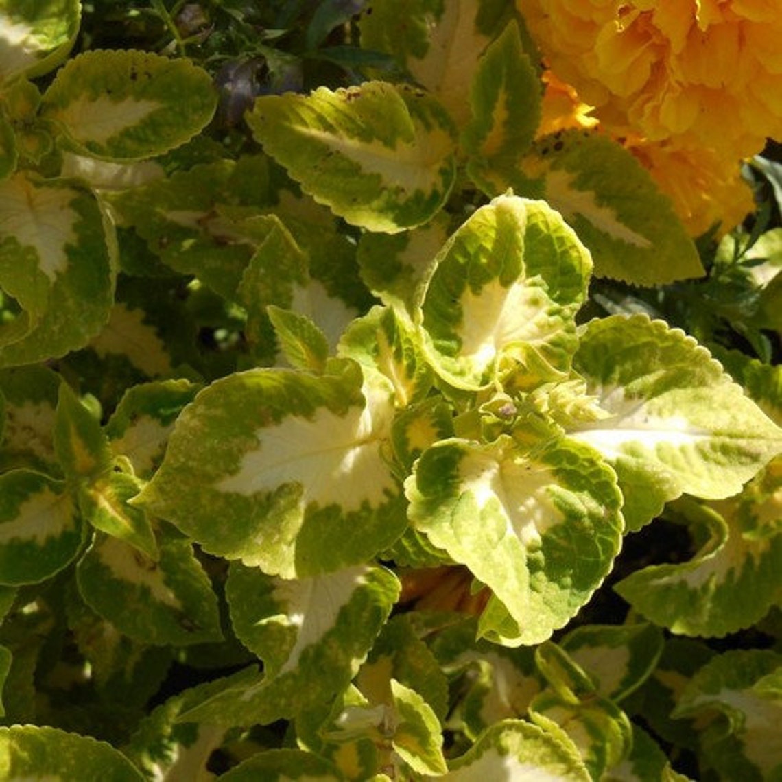 Coleus Wizard Jade Seeds Solenostemon scutellarioides | Etsy