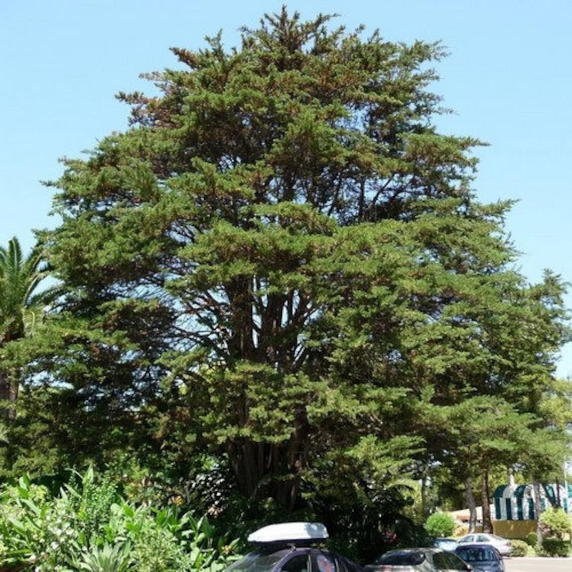 Monterey Cypress Tree Seeds cupressus Macrocarpa 25seeds | Etsy