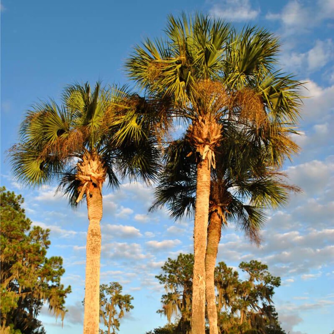 Mexican Fan Palm Seeds (washingtonia Robusta) 10+seeds - Etsy