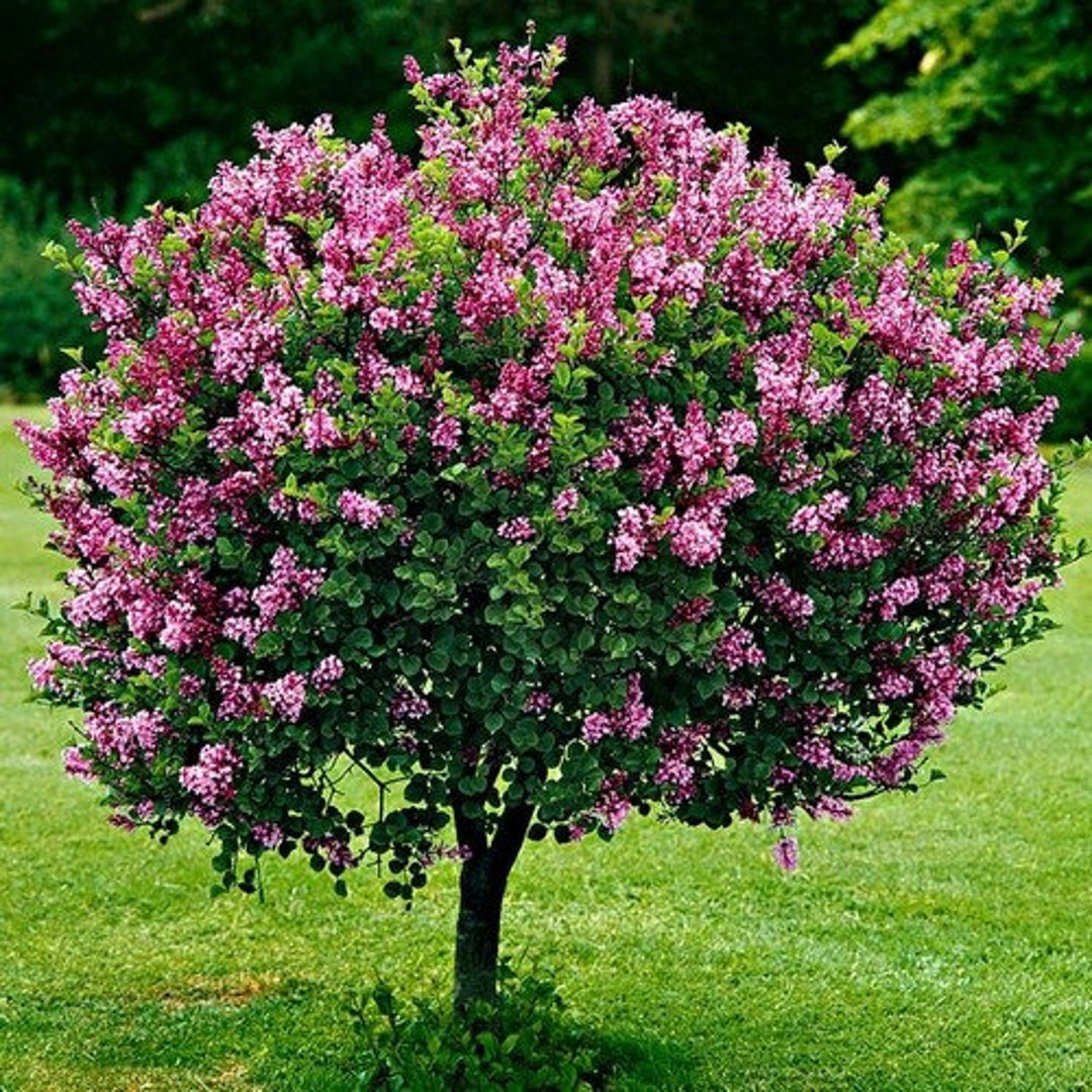 French Lilac Bush Seeds (syringa Vulgaris) 20+seeds - Etsy