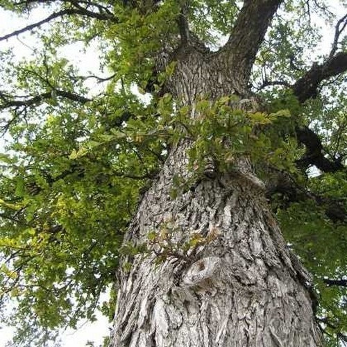 Winged Elm Tree Seeds Ulmus alata 30Seeds | Etsy