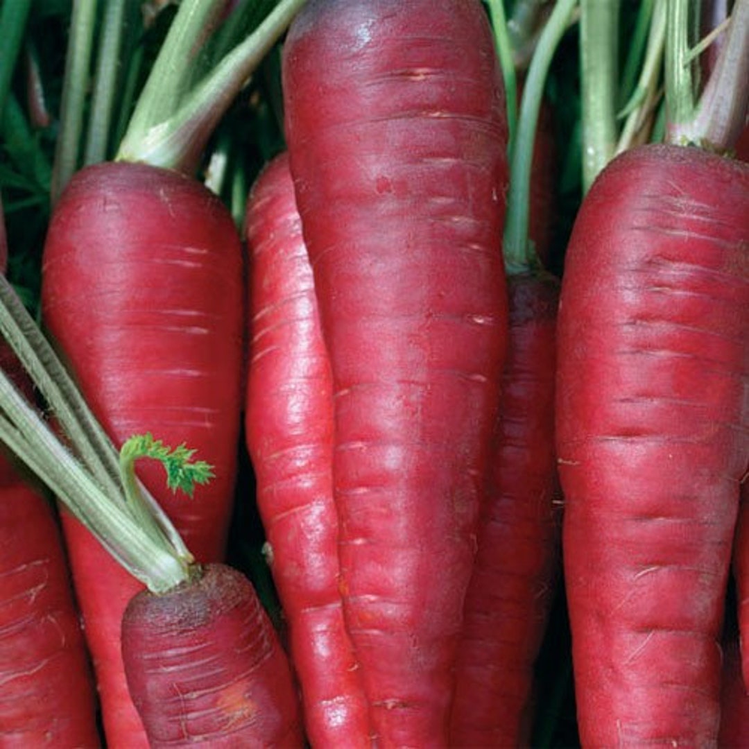 Carrot Red Sky Vegetable Seeds (daucus Carota) 50+seeds - Etsy