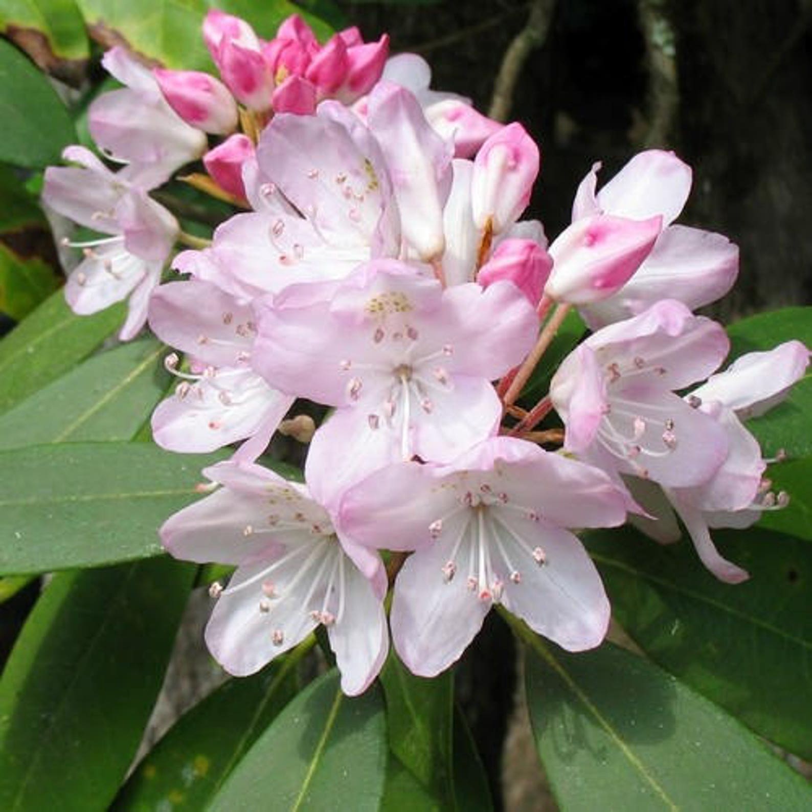 Rosebay Rhododendron Bush Seeds rhododendron Maximum 30 - Etsy