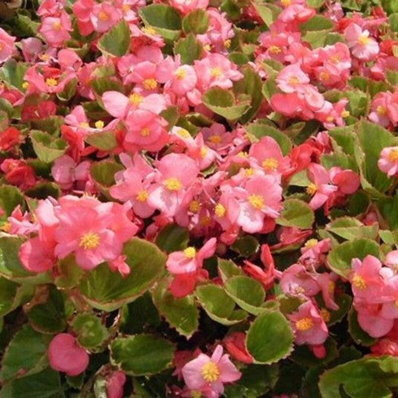 Begonia Wax Rose Flower Seeds begonia Semperflorens Rose - Etsy Begonia Wax Rose Flower Seeds begonia Semperflorens Rose - Etsy