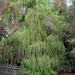 Montezuma Bald Cypress Tree Seeds (taxodium Huegelii) 20+seeds - Etsy