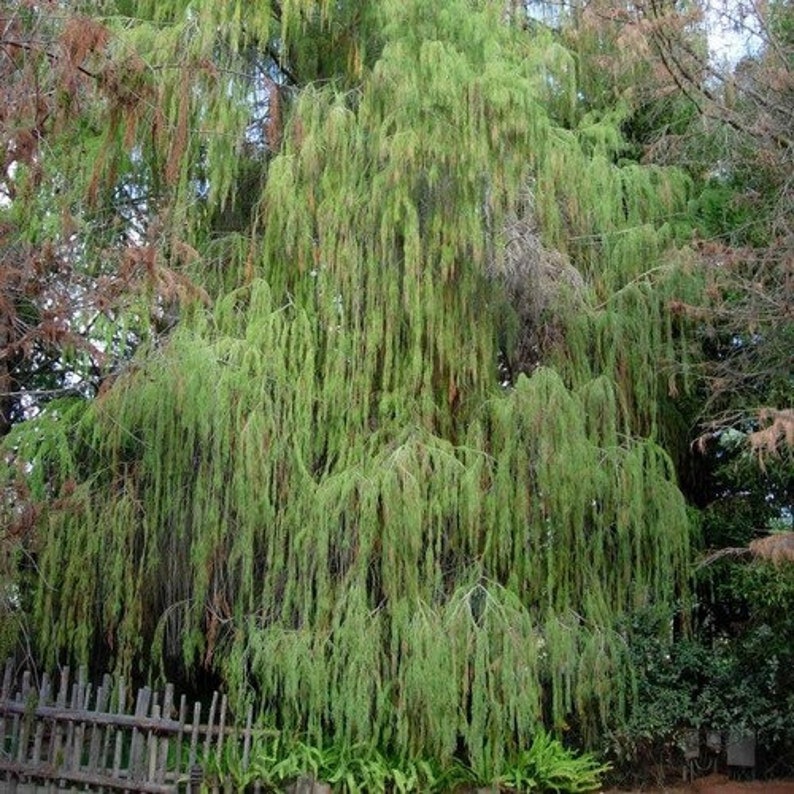Montezuma Bald Cypress Tree Seeds taxodium Huegelii 20seeds | Etsy
