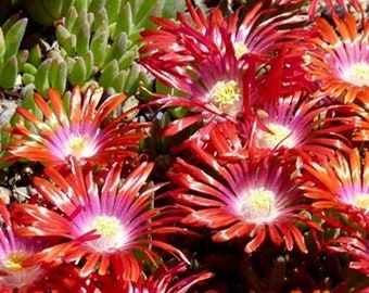 Bright Red Ice Plant Flower Seeds/dorotheanthus Bellidiformis Gelato ...