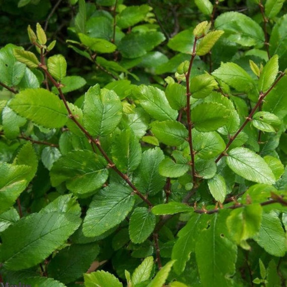 Cedar Elm Tree Seeds ulmus Crassifolia 25seeds - Etsy