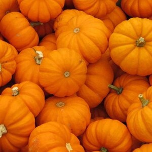 Pumpkin Jack Be Little Vegetable Seeds (cucurbita Pepo) 15+seeds - Etsy