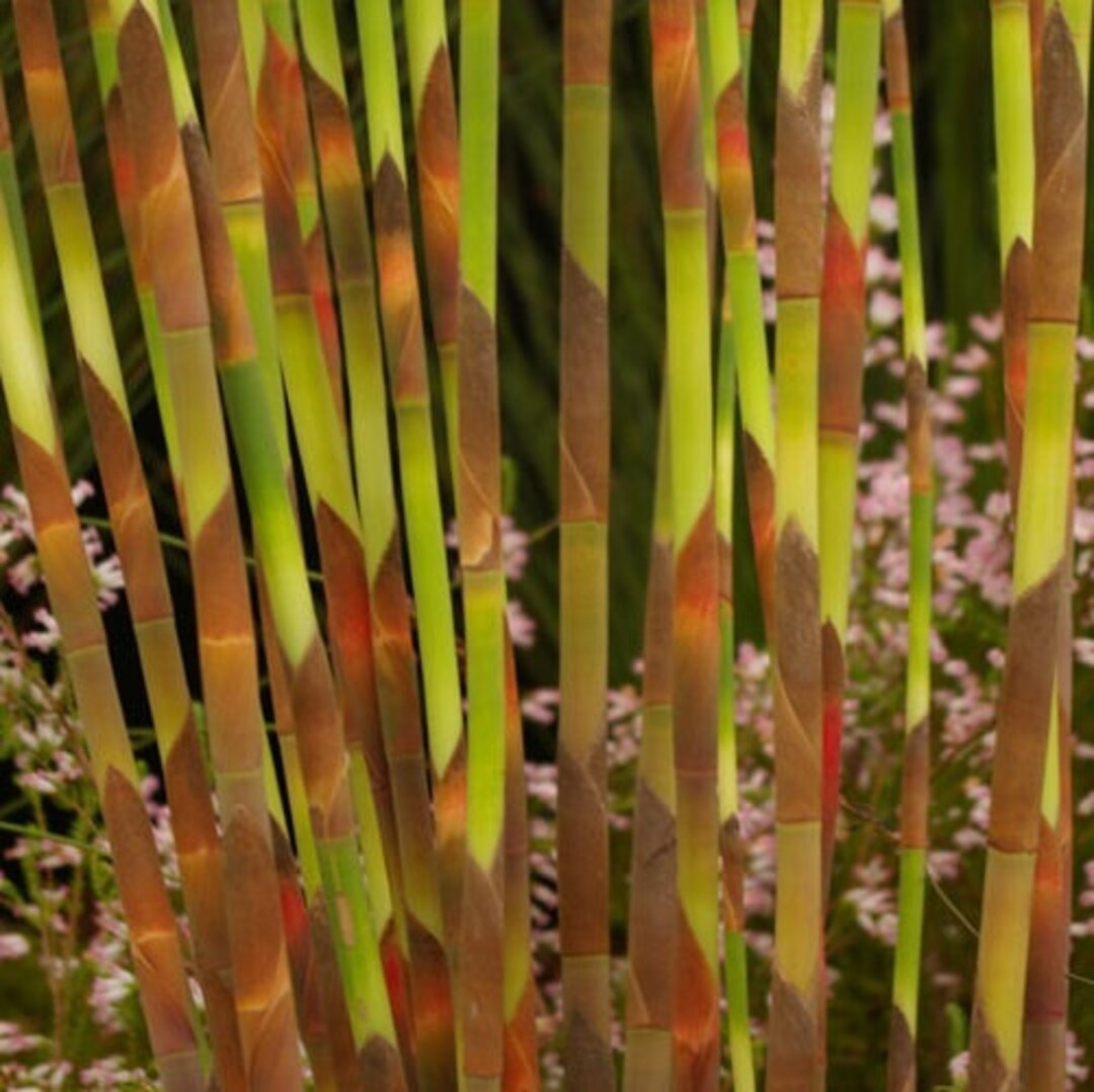 Cape Thatching Reed Seeds (elegia Tectorum) 25+seeds - Etsy