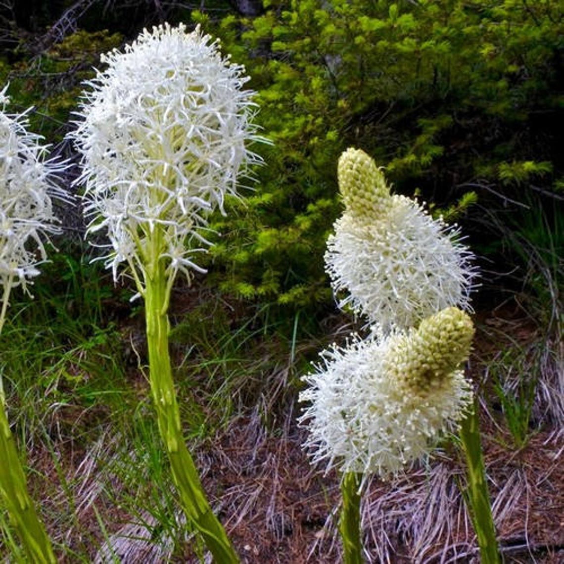 Bear Grass Ornamental Grass Seeds xerophyllum Tenax 50seeds - Etsy