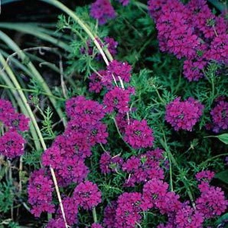 Moss Verbena Ground Cover Seeds verbena Tenuisecta 200seeds - Etsy UK