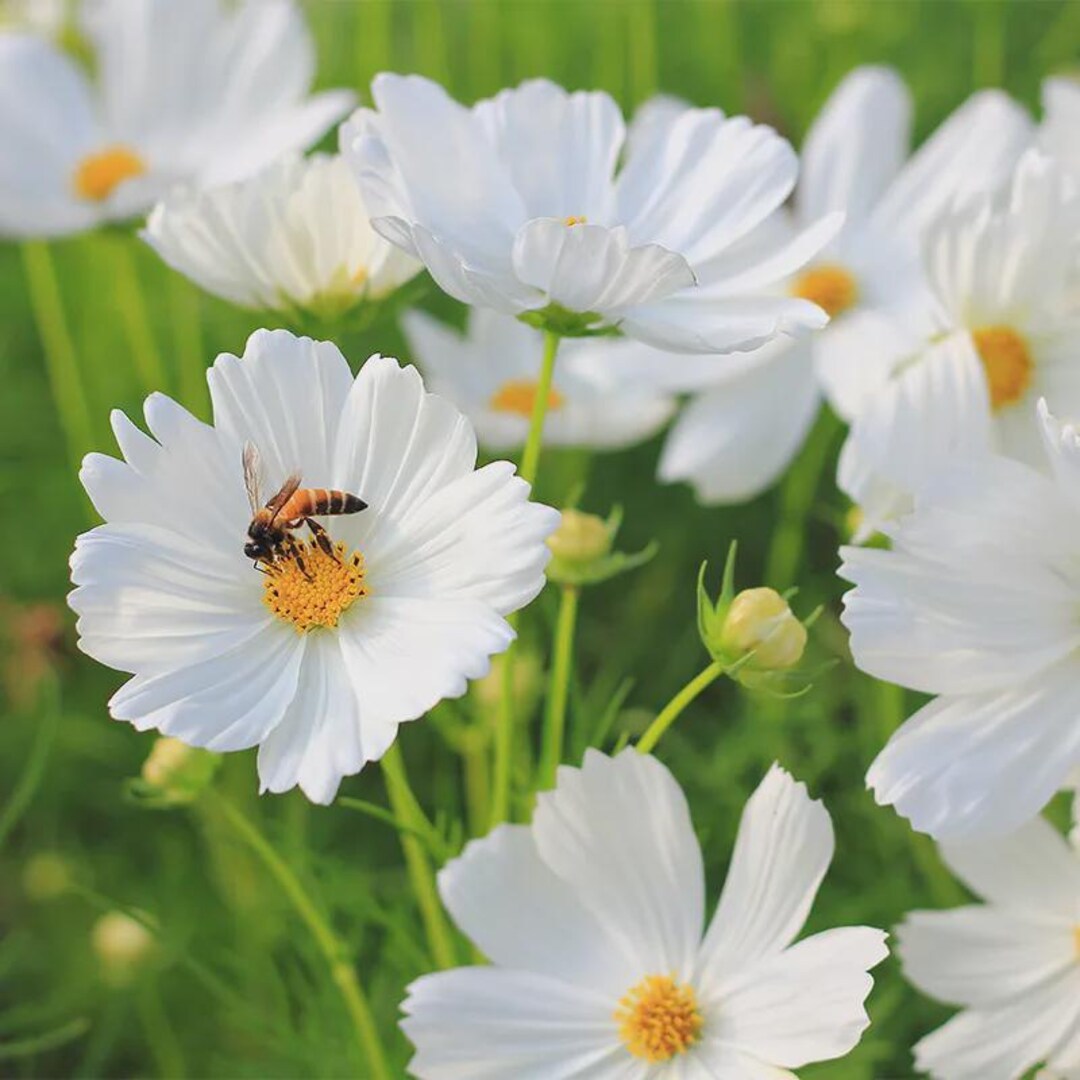 Cosmos Sensation Purity Flower Seeds (cosmos Bipinnatus) 50+seeds - Etsy