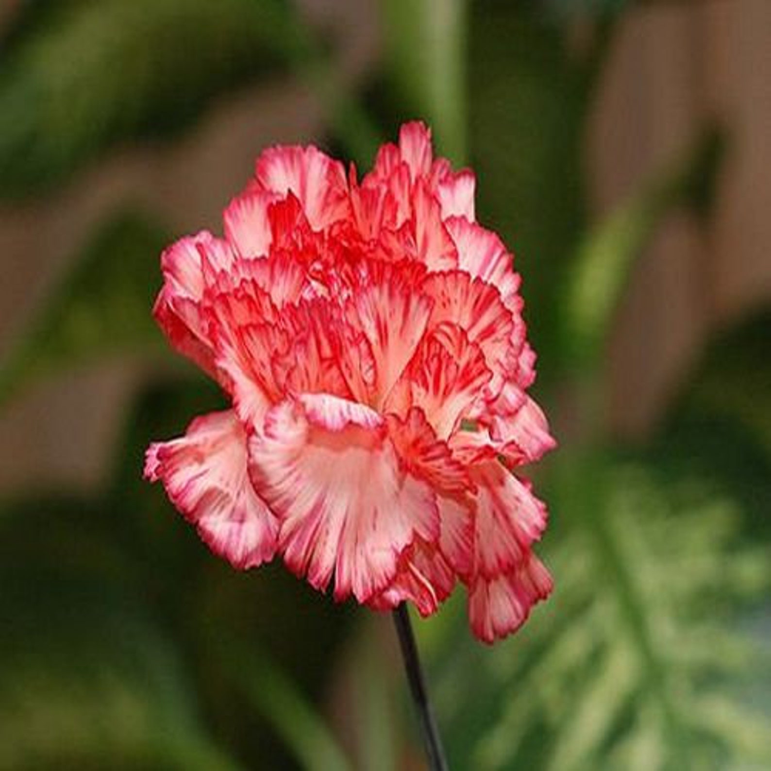 Carnation Chabaud Flower Seeds (dianthus Caryophyllus) 50+seeds - Etsy