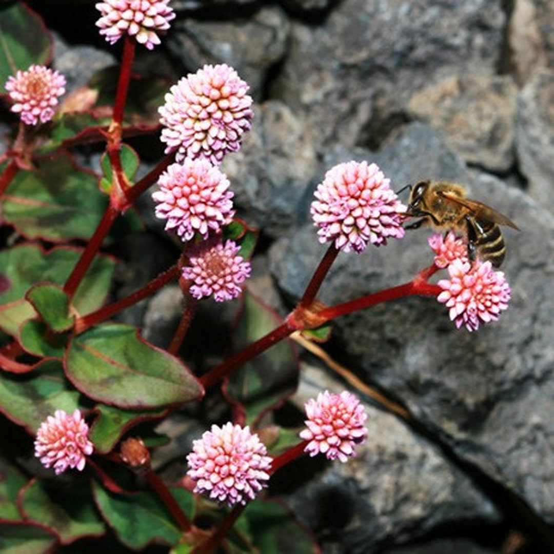 Pinkhead Smartweed Ground Cover Seeds (polygonum Capitatum) 50+ Seeds ...