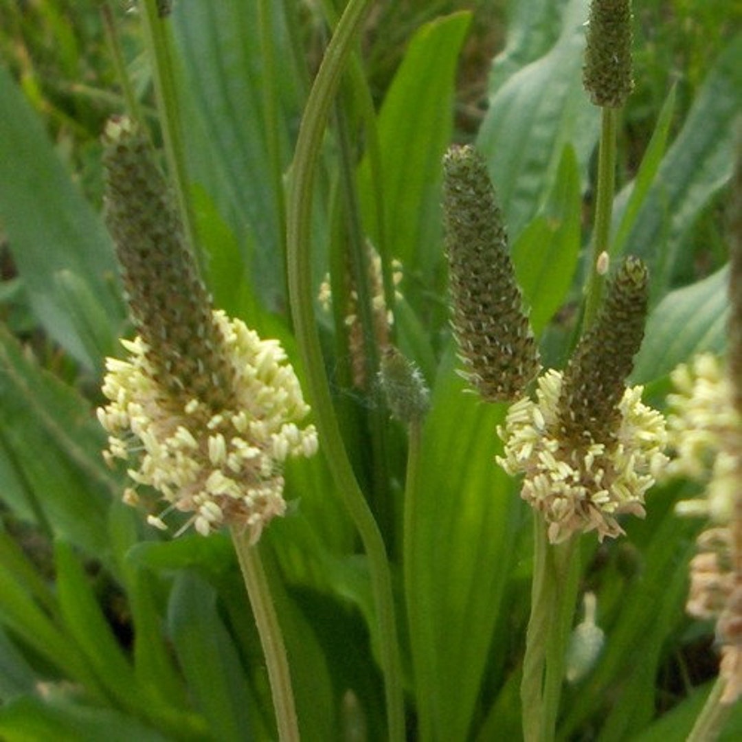 English Plantain Weed