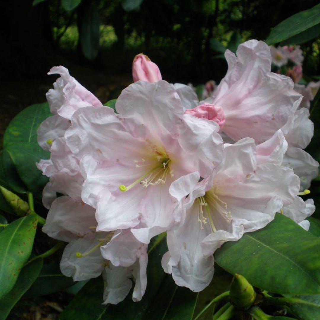 Rhododendron Fortunei Seeds: Fragrant Pink Flowers, Cold Hardy (50 ...