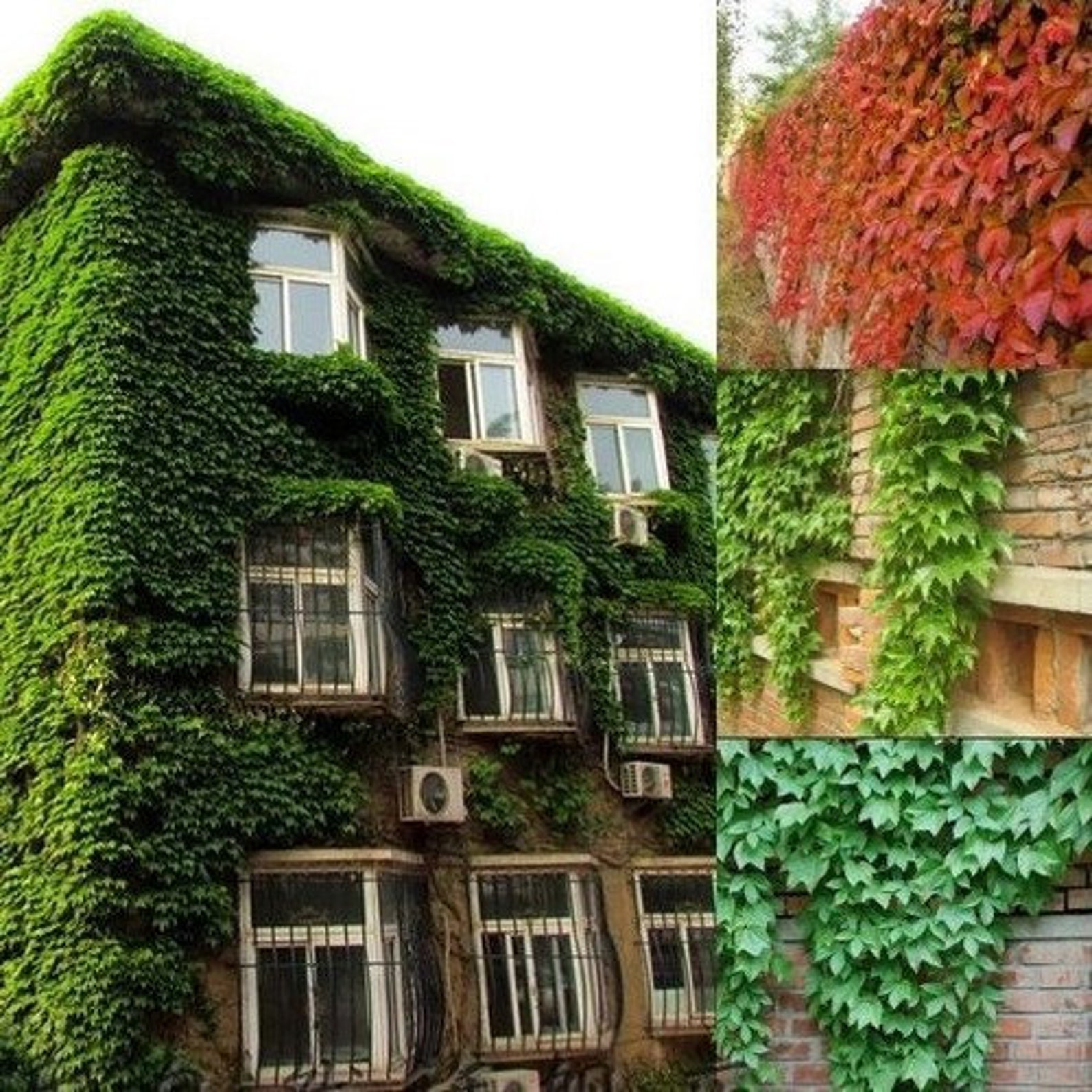 Boston Ivy Vine Seeds parthenocissus Tricuspidata 30seeds - Etsy