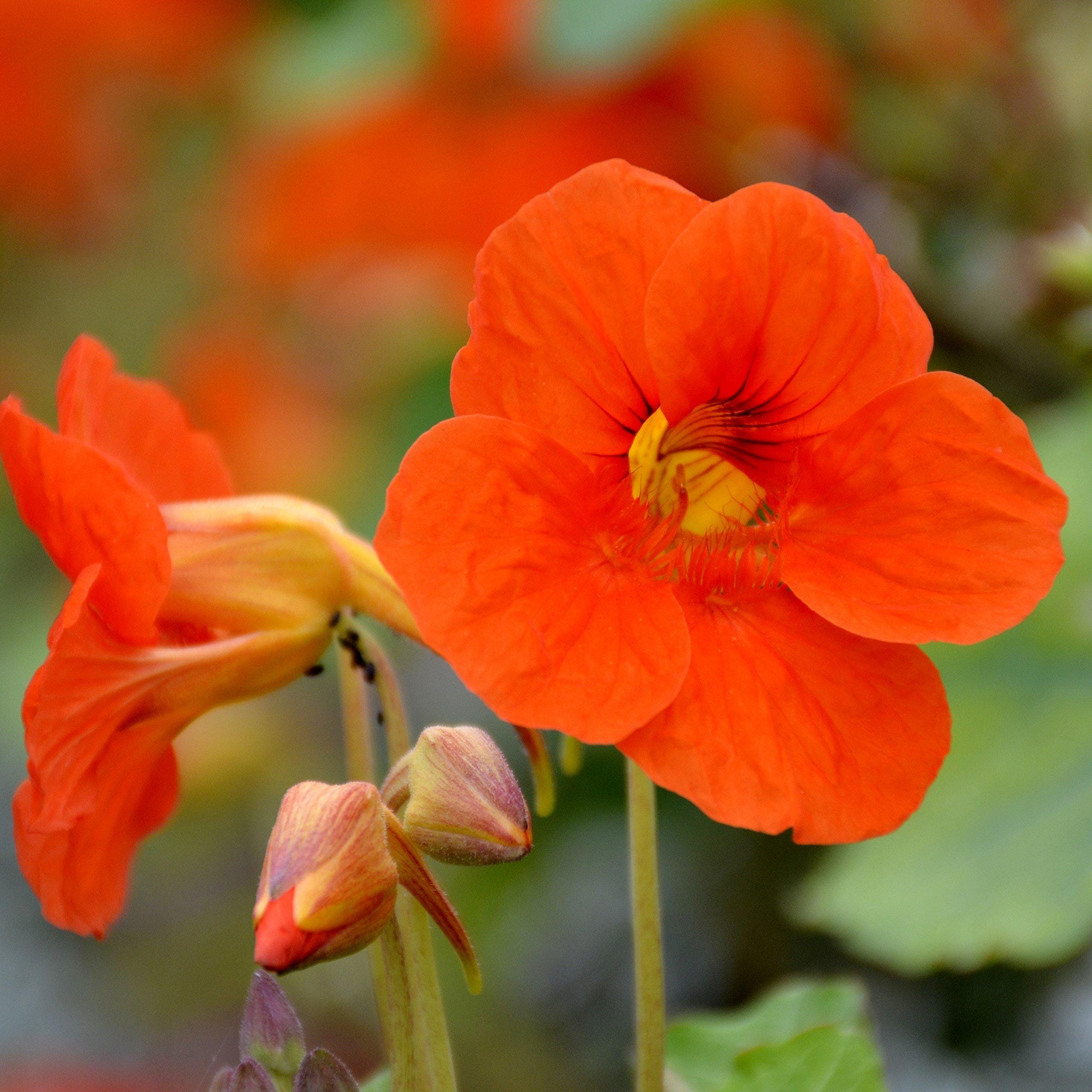 Nasturtium Spitfire Flower Seeds (tropaeolum Lobbianum) 20+seeds - Etsy