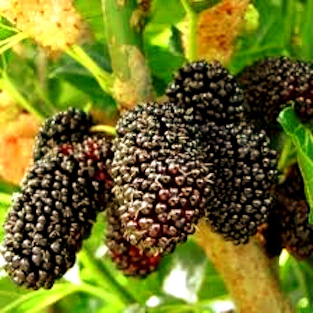 Black Mulberry Bush Seeds (morus Nigra) 50+seeds - Etsy
