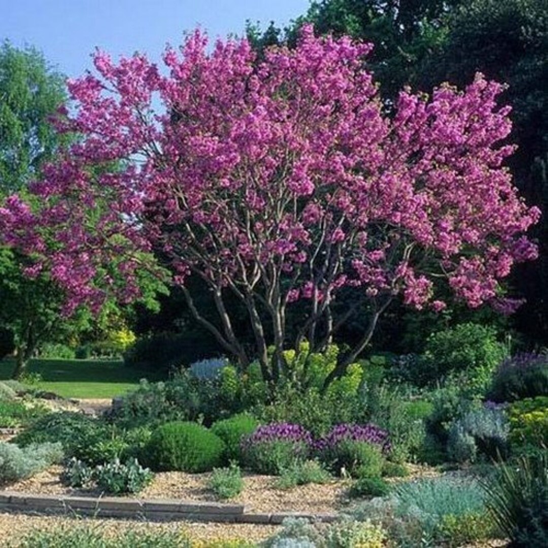 Judas Tree Seeds (cercis Siliquastrum) 25+seeds - Etsy