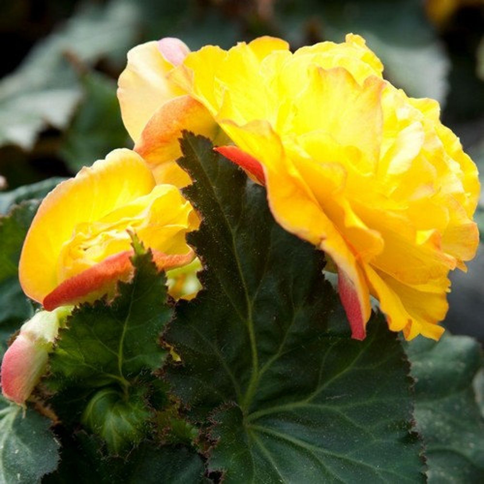 Begonia Double Yellow Flower Seeds begonia Tuberosa 30seeds - Etsy