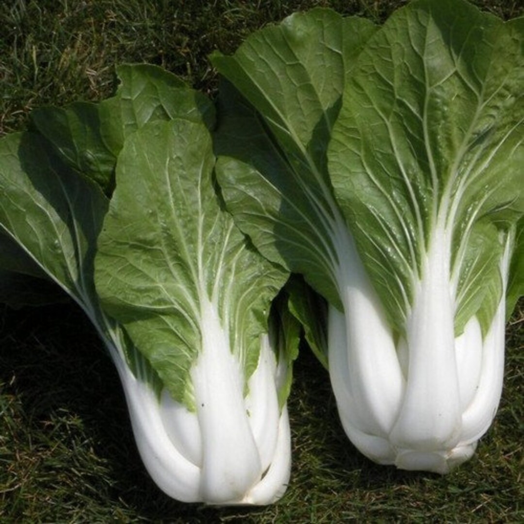 Cabbage Pak Choi White Stem Vegetable Seeds (brassica Rapa Subsp ...