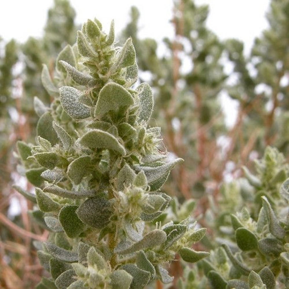 Shadscale Saltbush Seeds atriplex Confertifolia 100seeds - Etsy