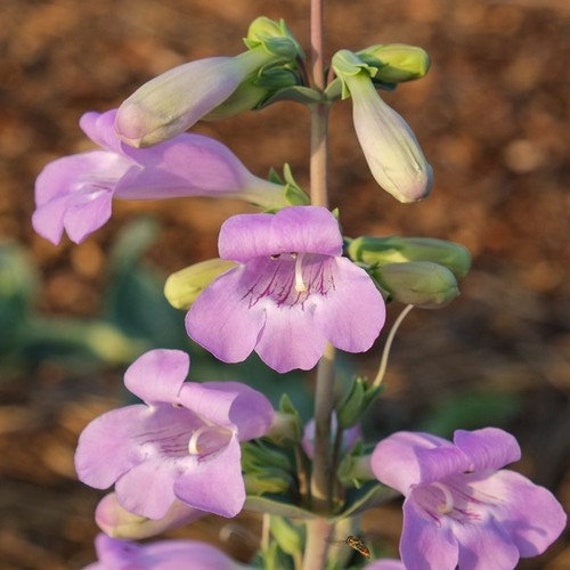 Seeds & Bulbs Home & Hobby 50 Seeds Penstemon grandiflorusLARGE ...