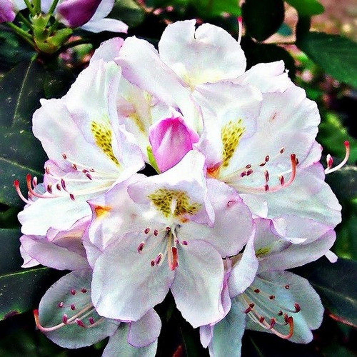 Rosebay Rhododendron Bush Seeds rhododendron Maximum 30 - Etsy