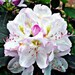 Rosebay Rhododendron Bush Seeds (rhododendron Maximum) 30+ Seeds - Etsy