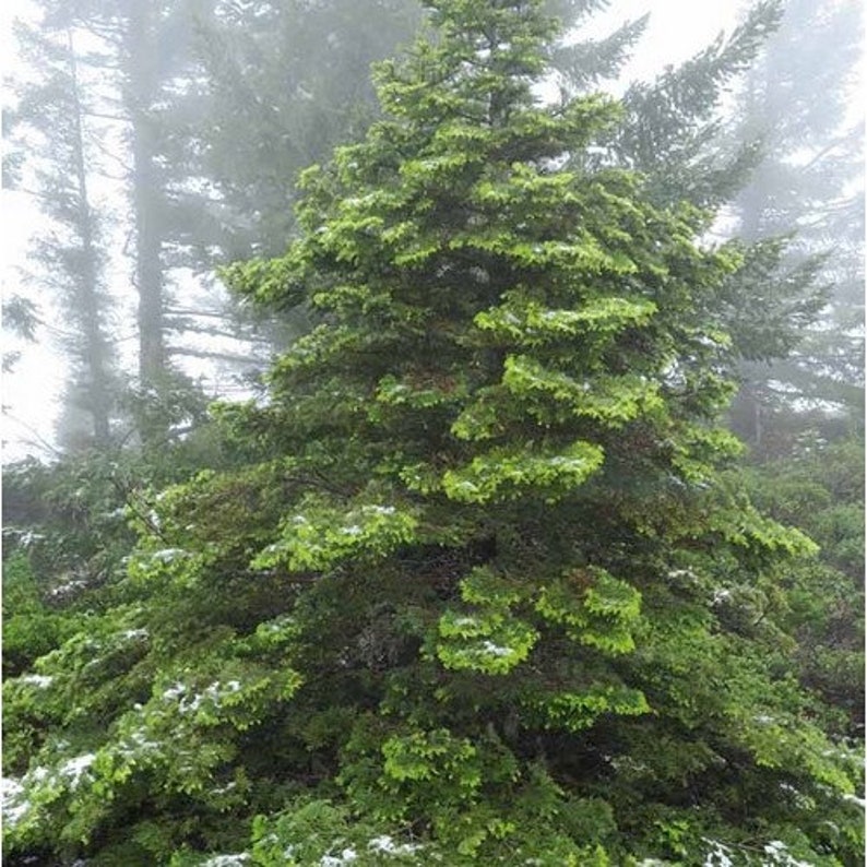 Pacific Silver Fir Tree Seeds abies Amabilis 15seeds - Etsy