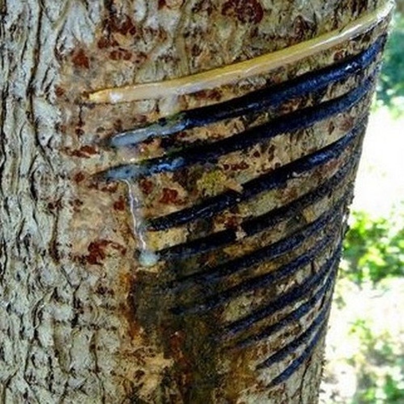 Chinese Lacquer Tree Seeds (toxicodendron Vernicifluum) 25+seeds - Etsy