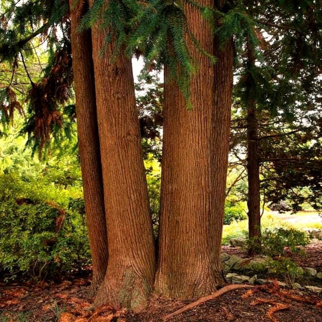 China Fir Tree Seeds (cunninghamia Lanceolata) 20+seeds - Etsy