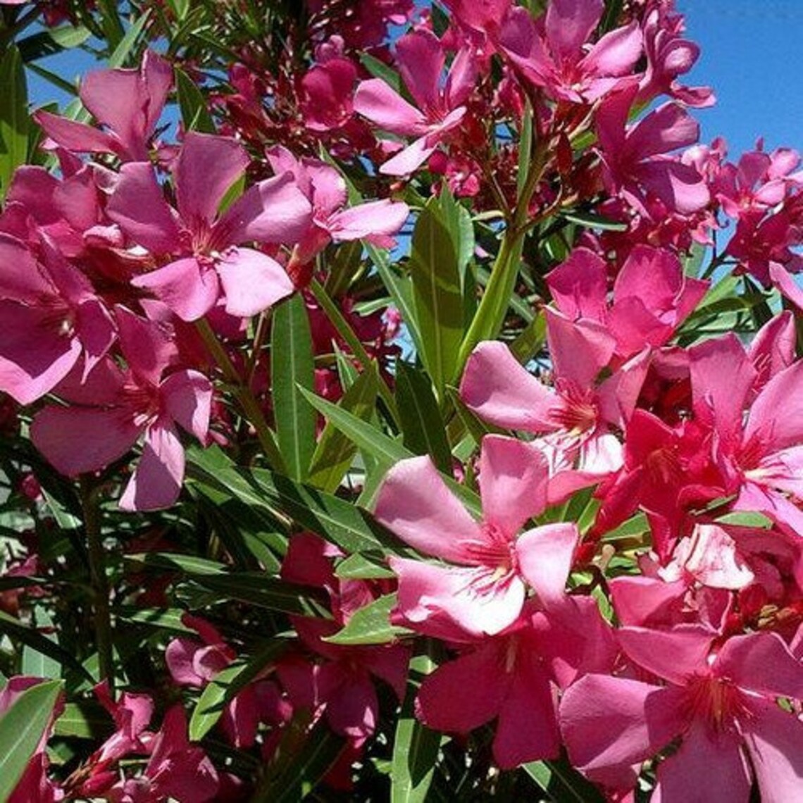 Pink Oleander Bush Seeds nerium Oleander 40seeds - Etsy