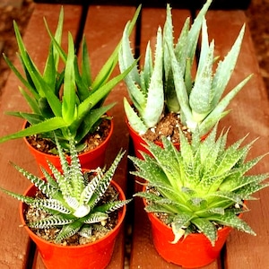 Aloe Mix Succulent Seeds (aloe Species Mix) 20+seeds - Etsy