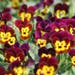 Viola Arkwright Ruby Flower Seeds viola Cornuta 50seeds - Etsy