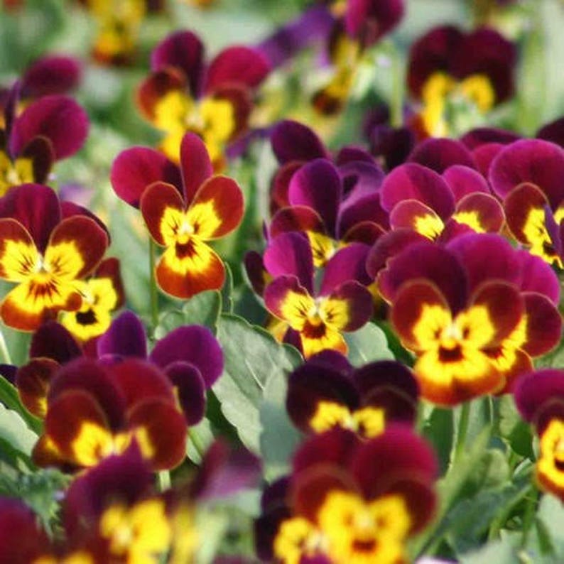 Viola Arkwright Ruby Flower Seeds viola Cornuta 50seeds - Etsy UK