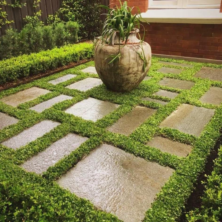 Dichondra Repens Ground Cover Seeds: Lush Green Carpet (7g Seeds) - Etsy